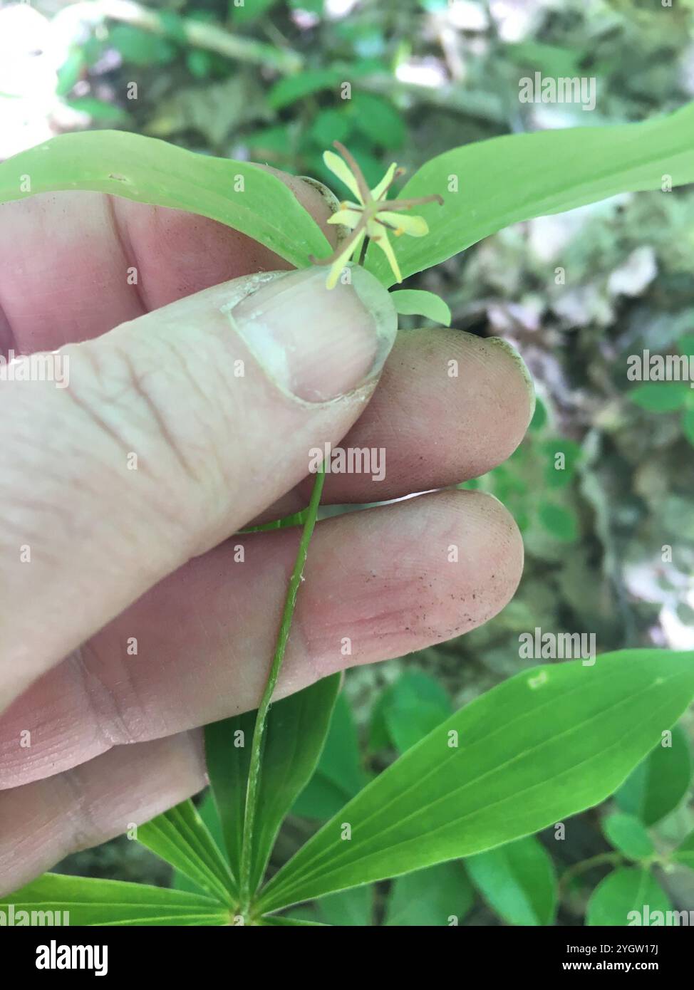 Cucumber Root (Medeola virginiana Stock Photo - Alamy
