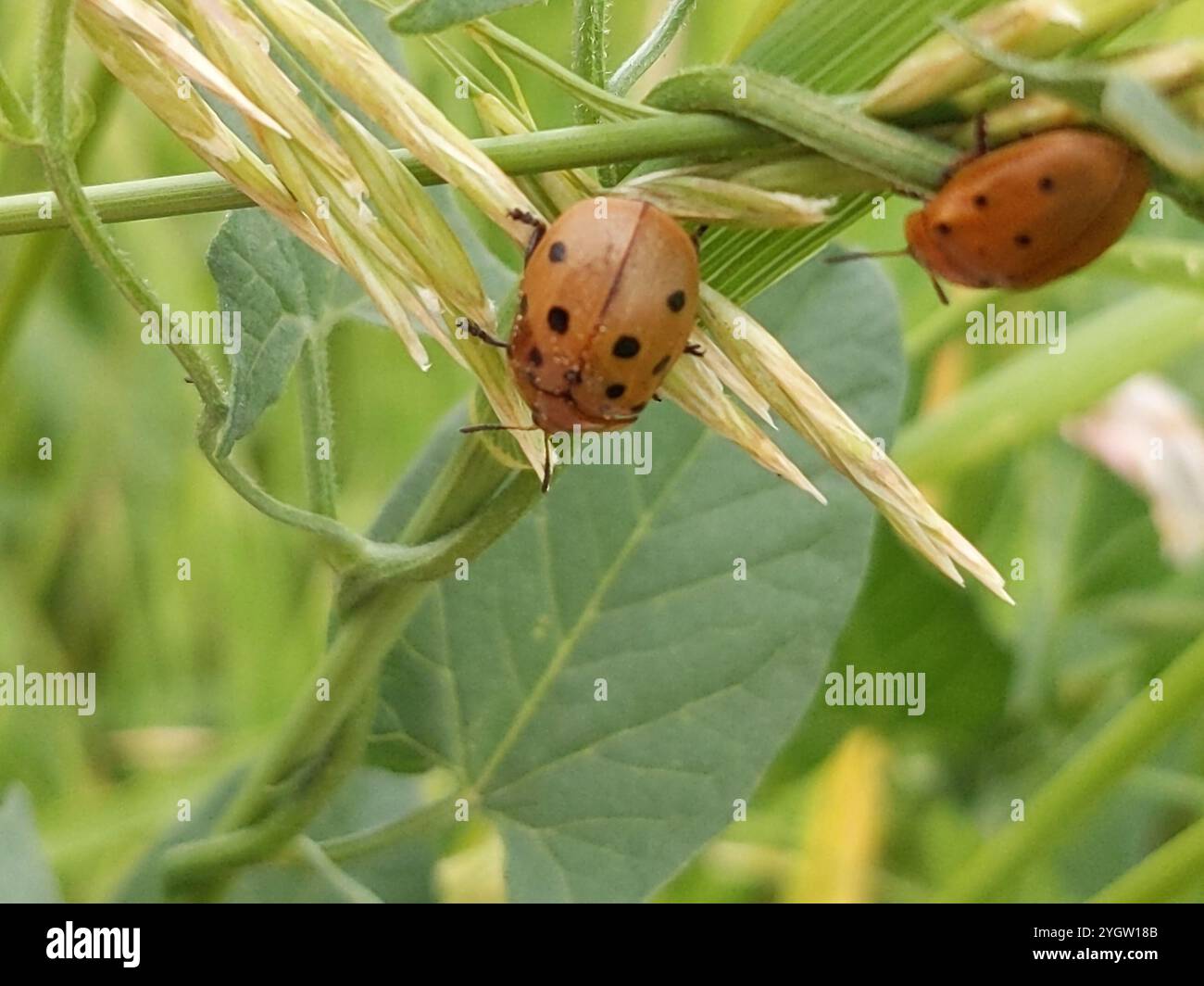 Argus tortoise beetle hi-res stock photography and images - Alamy