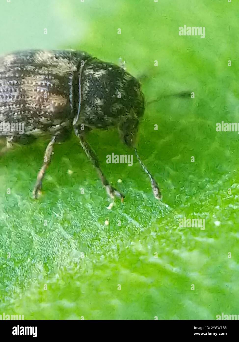 Anthribidae hi-res stock photography and images - Alamy
