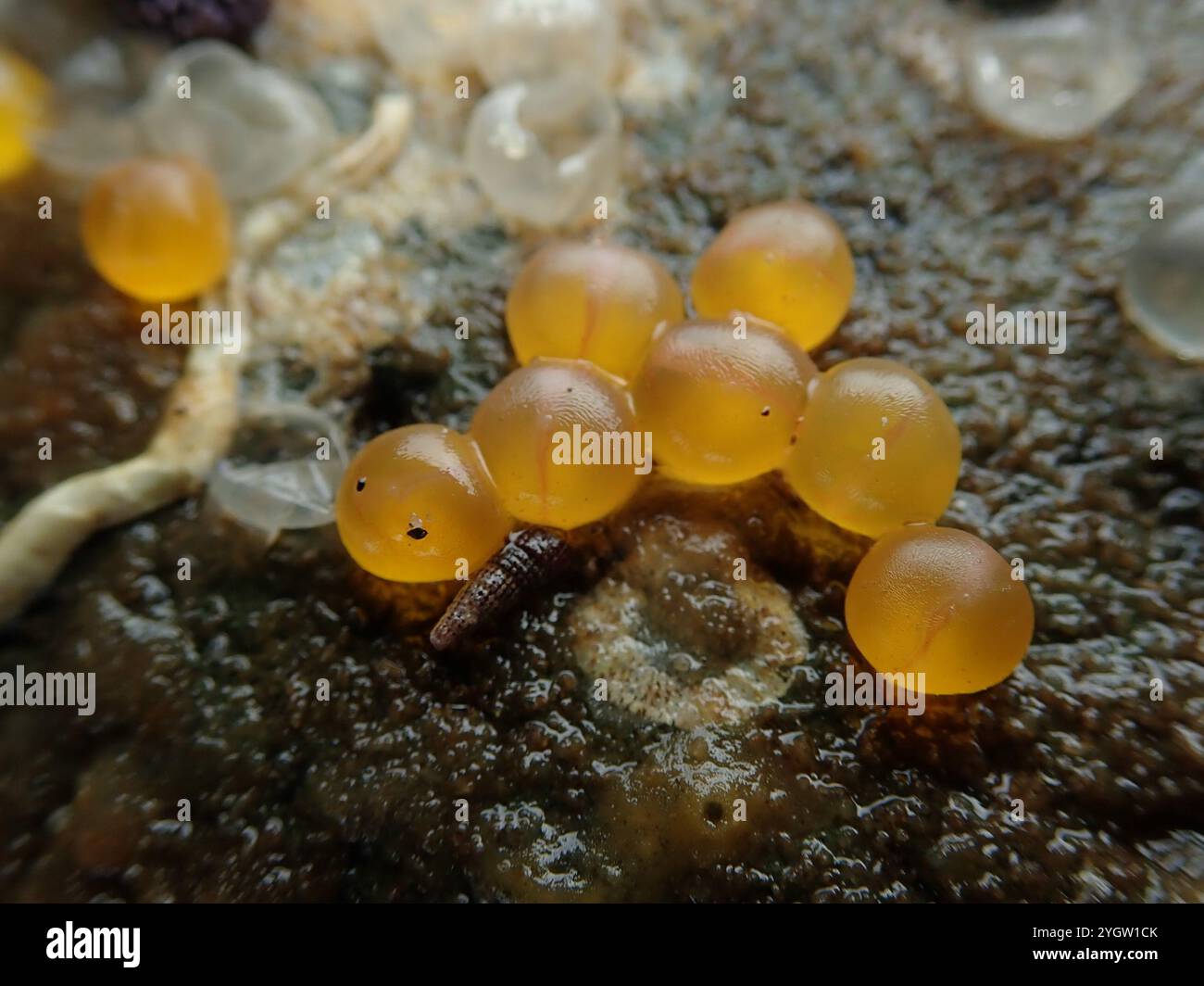 Porichthys hi-res stock photography and images - Alamy