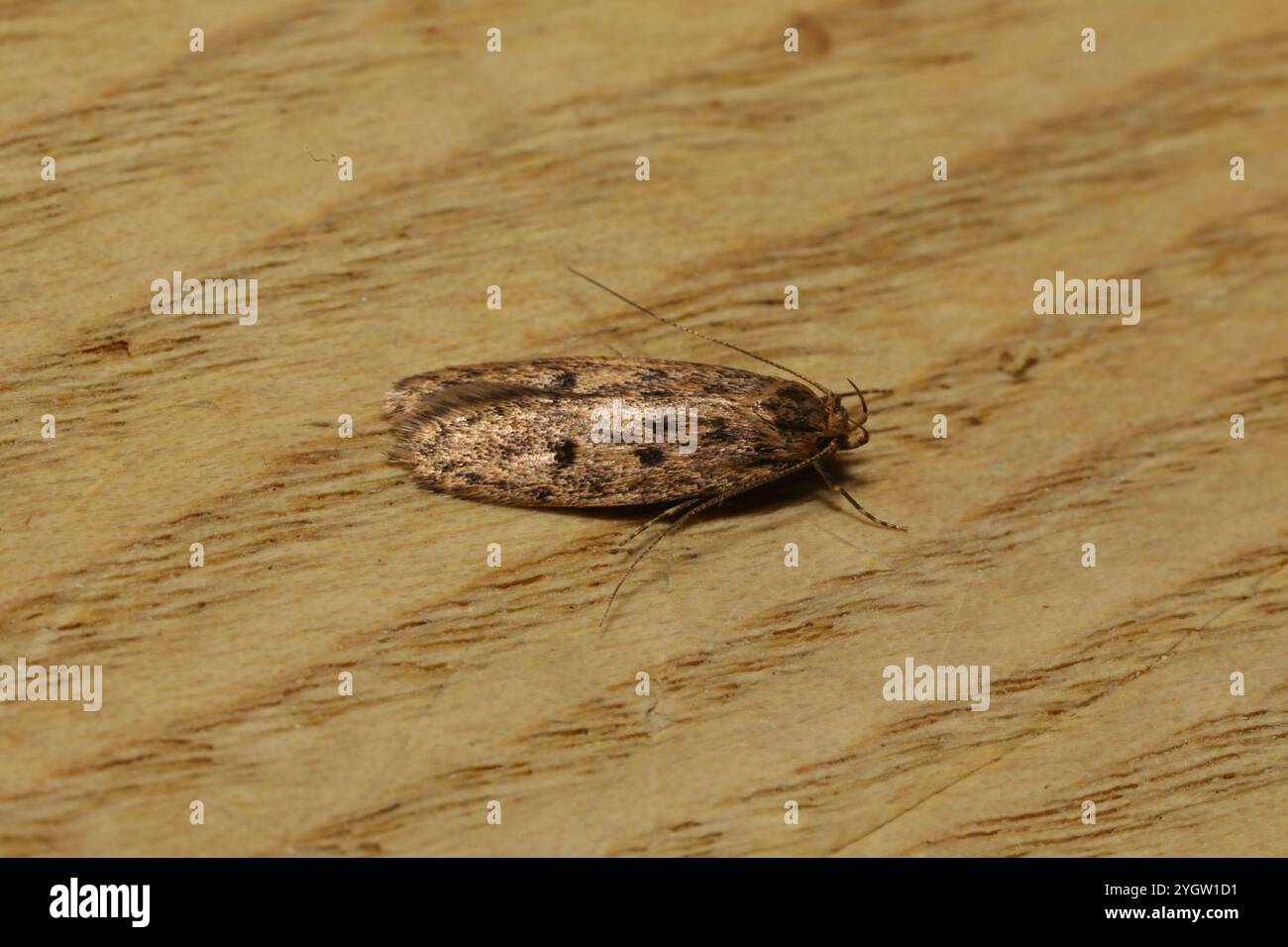 Brown House Moth (Hofmannophila pseudospretella Stock Photo - Alamy