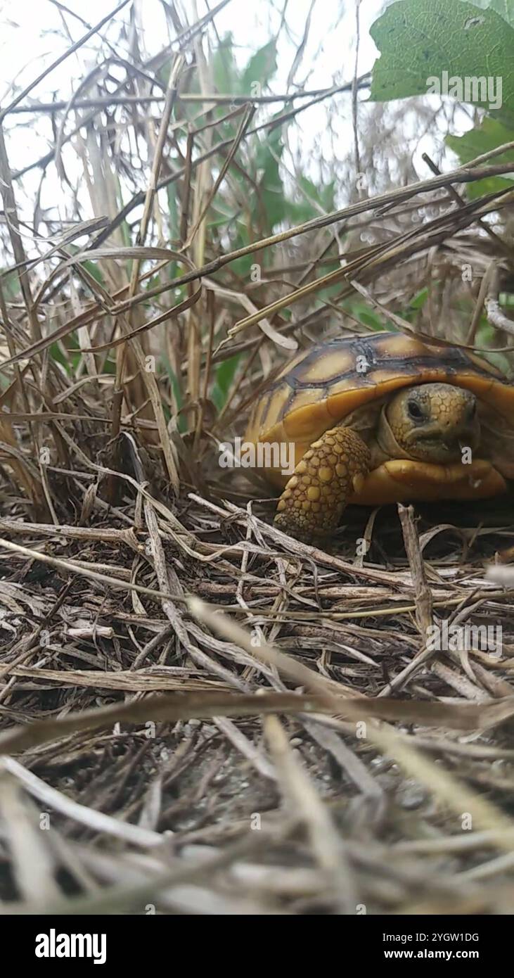Gopher Tortoise (Gopherus polyphemus Stock Photo - Alamy