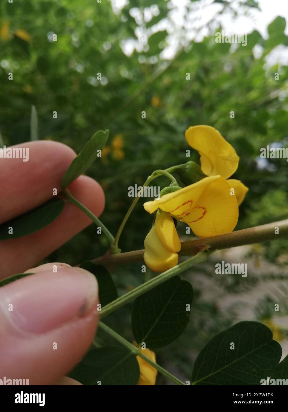 Bladder-senna (Colutea arborescens Stock Photo - Alamy