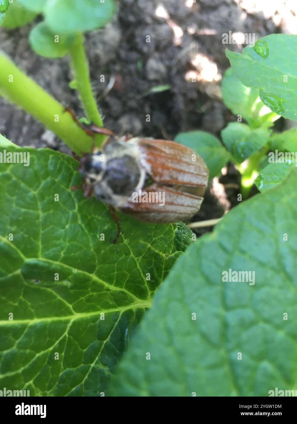 Common Cockchafer (Melolontha melolontha Stock Photo - Alamy
