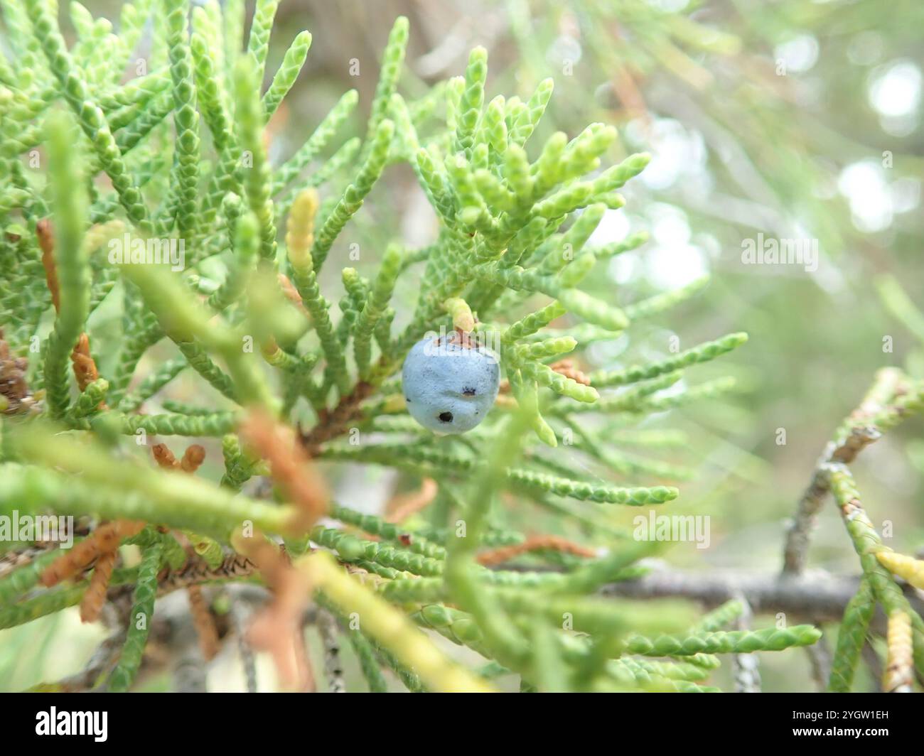 Seaside Juniper (Juniperus maritima Stock Photo - Alamy