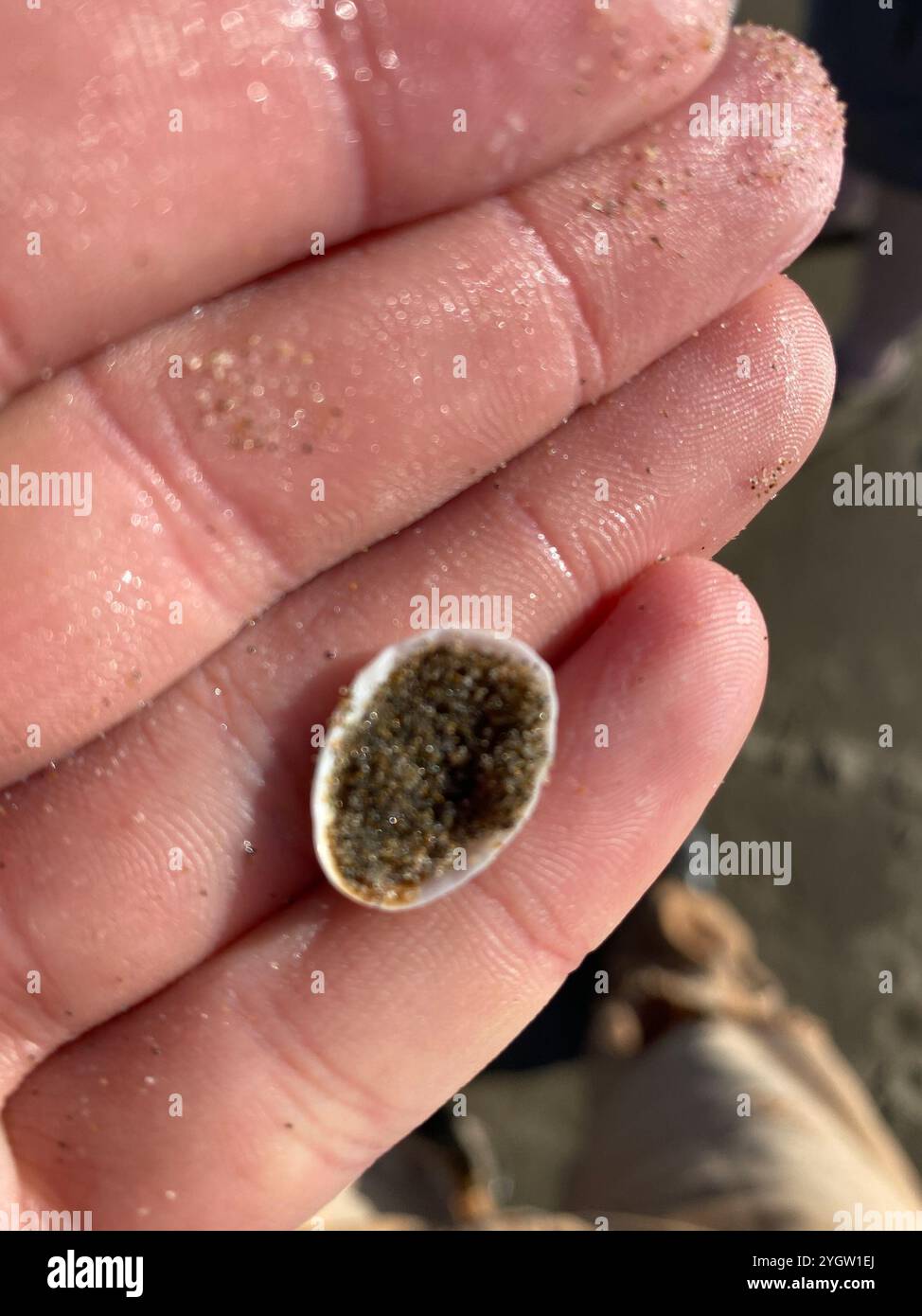 Rough Keyhole Limpet (Diodora aspera Stock Photo - Alamy