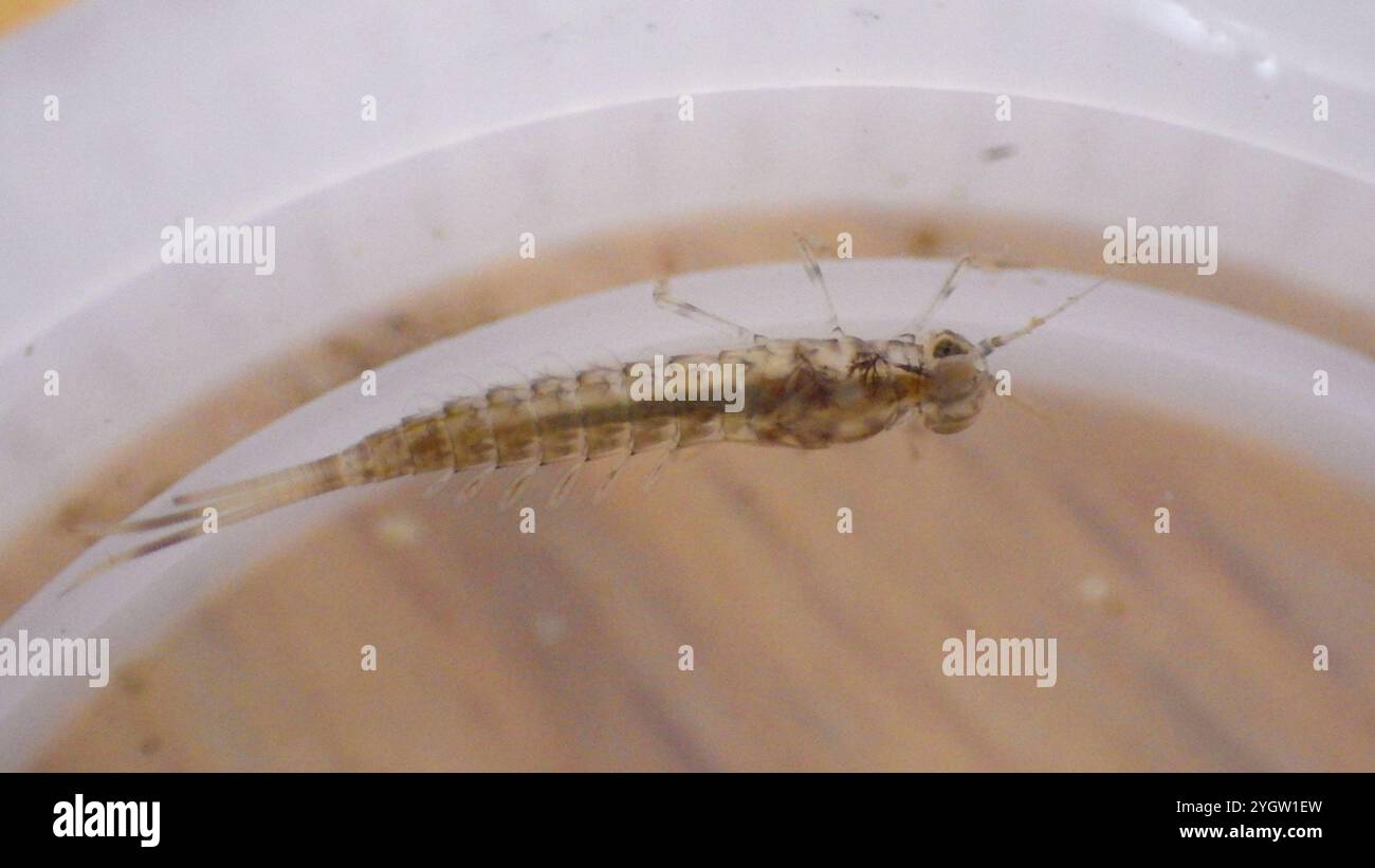 Small Mayflies (Baetidae Stock Photo - Alamy