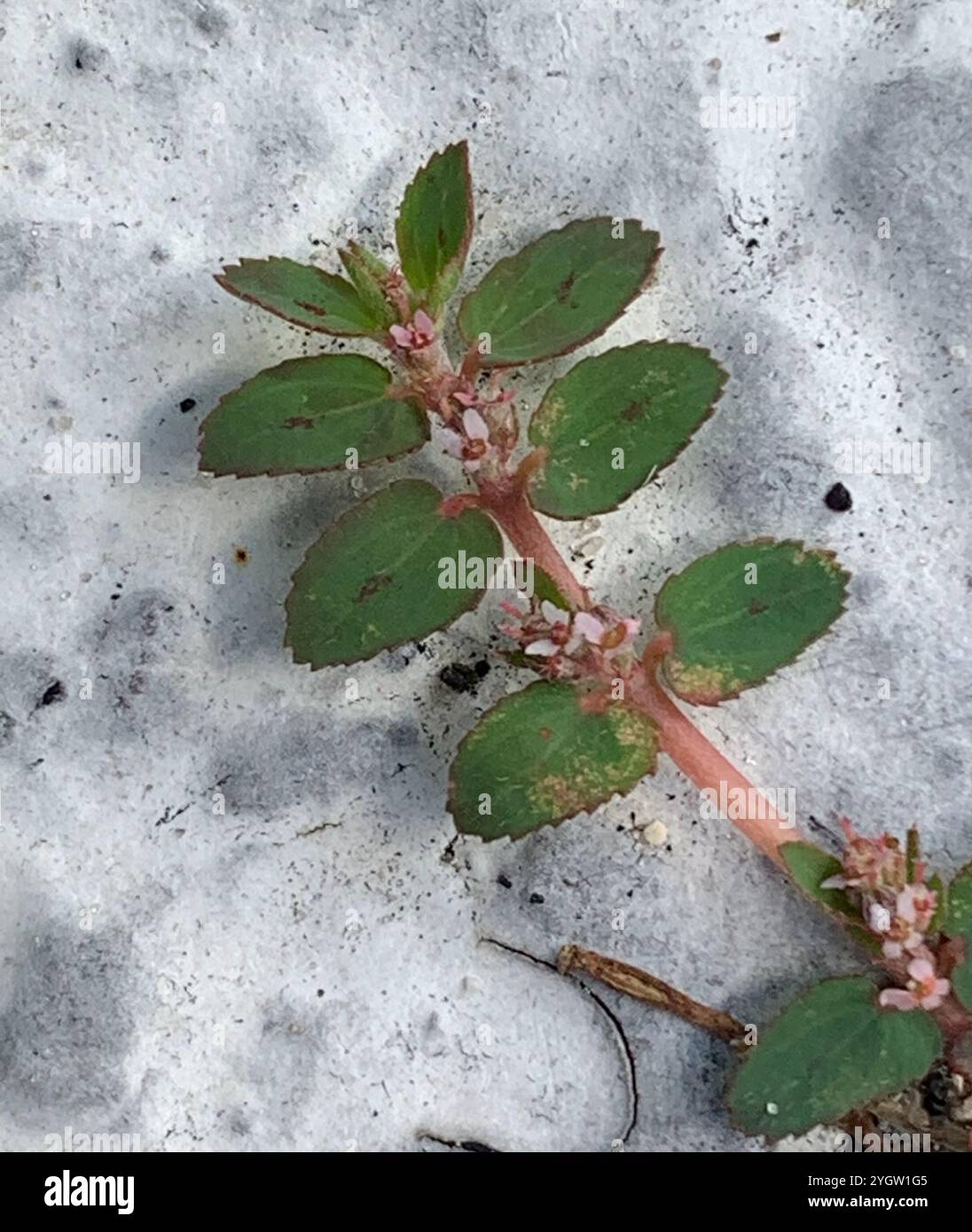 Red Caustic-creeper (Euphorbia thymifolia Stock Photo - Alamy