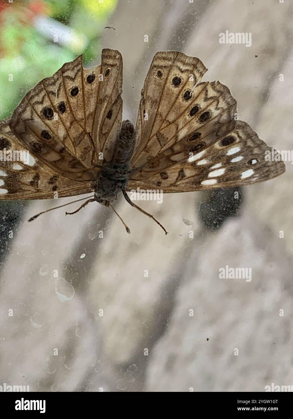 Hackberry Emperor (Asterocampa celtis Stock Photo - Alamy