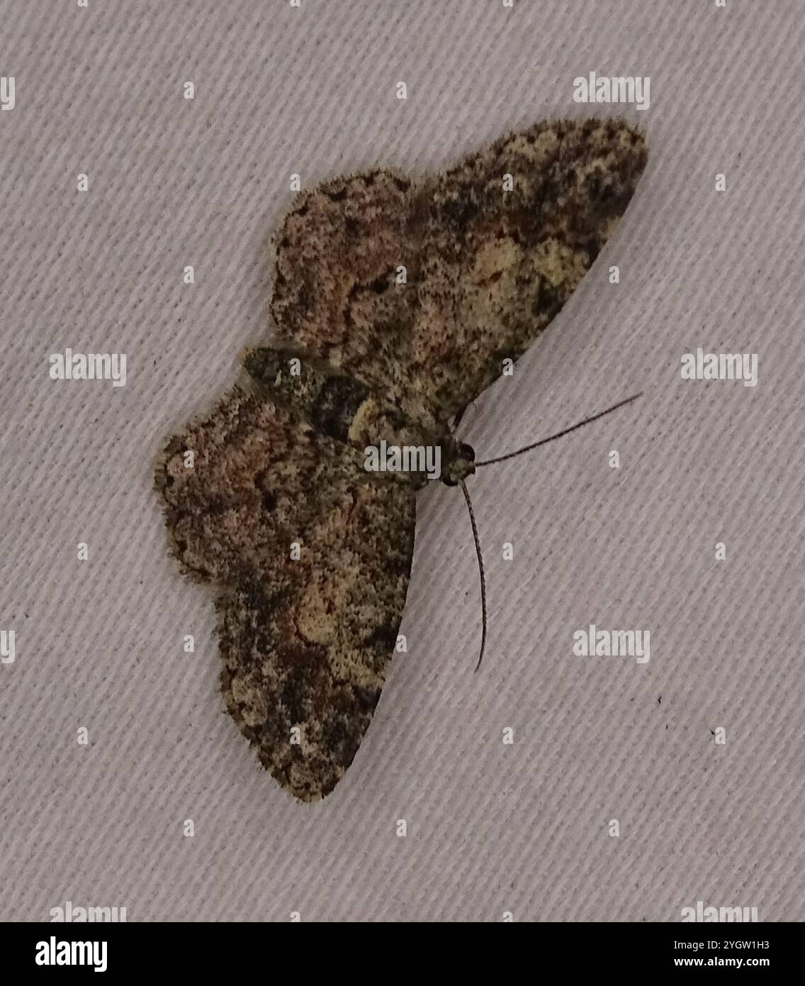 Texas Gray (Glenoides texanaria Stock Photo - Alamy