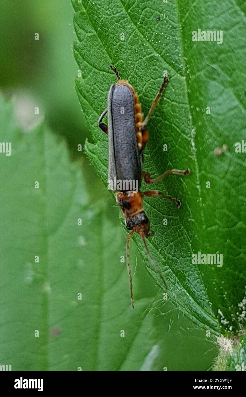 Rustic Sailor Beetle (Cantharis rustica Stock Photo - Alamy