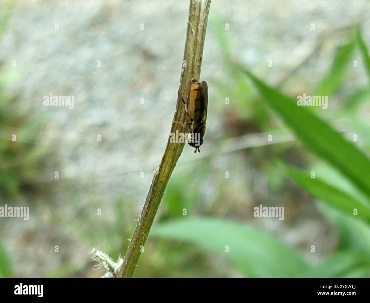 Variable Duskyface Fly (Melanostoma mellinum Stock Photo - Alamy