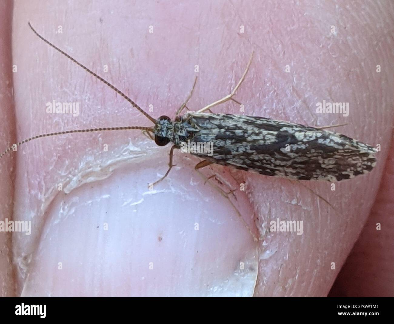 Tube Maker Caddisflies (Polycentropodidae Stock Photo - Alamy