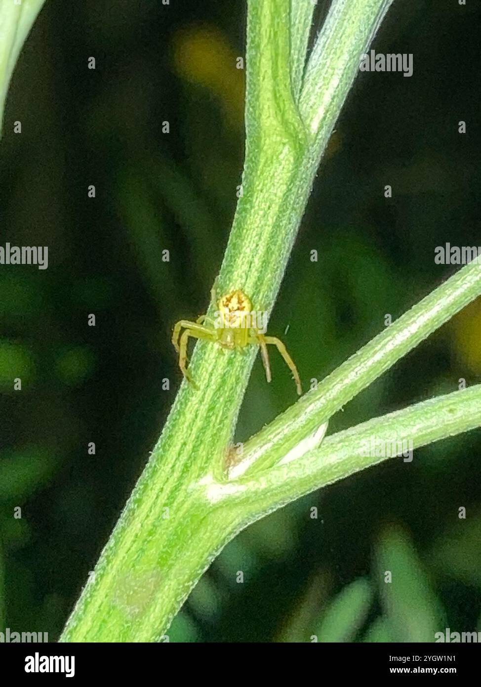 Crab Spiders (Thomisidae Stock Photo - Alamy