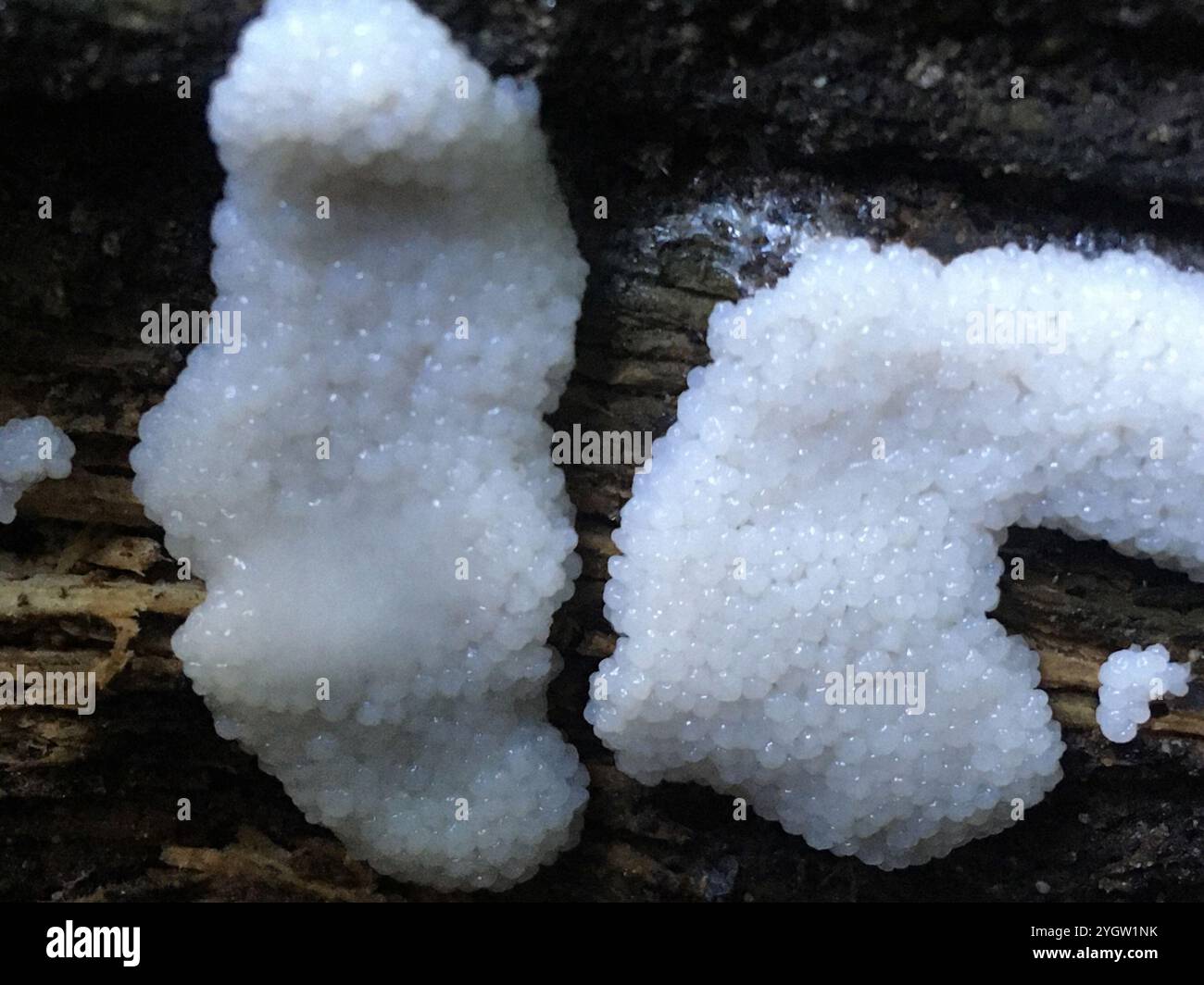 true slime molds (Myxomycetes Stock Photo - Alamy
