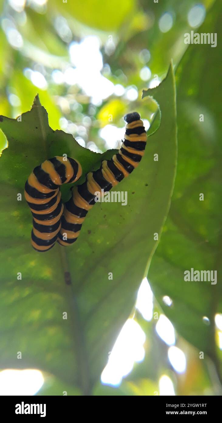 Milkweed Butterflies (Danainae Stock Photo - Alamy