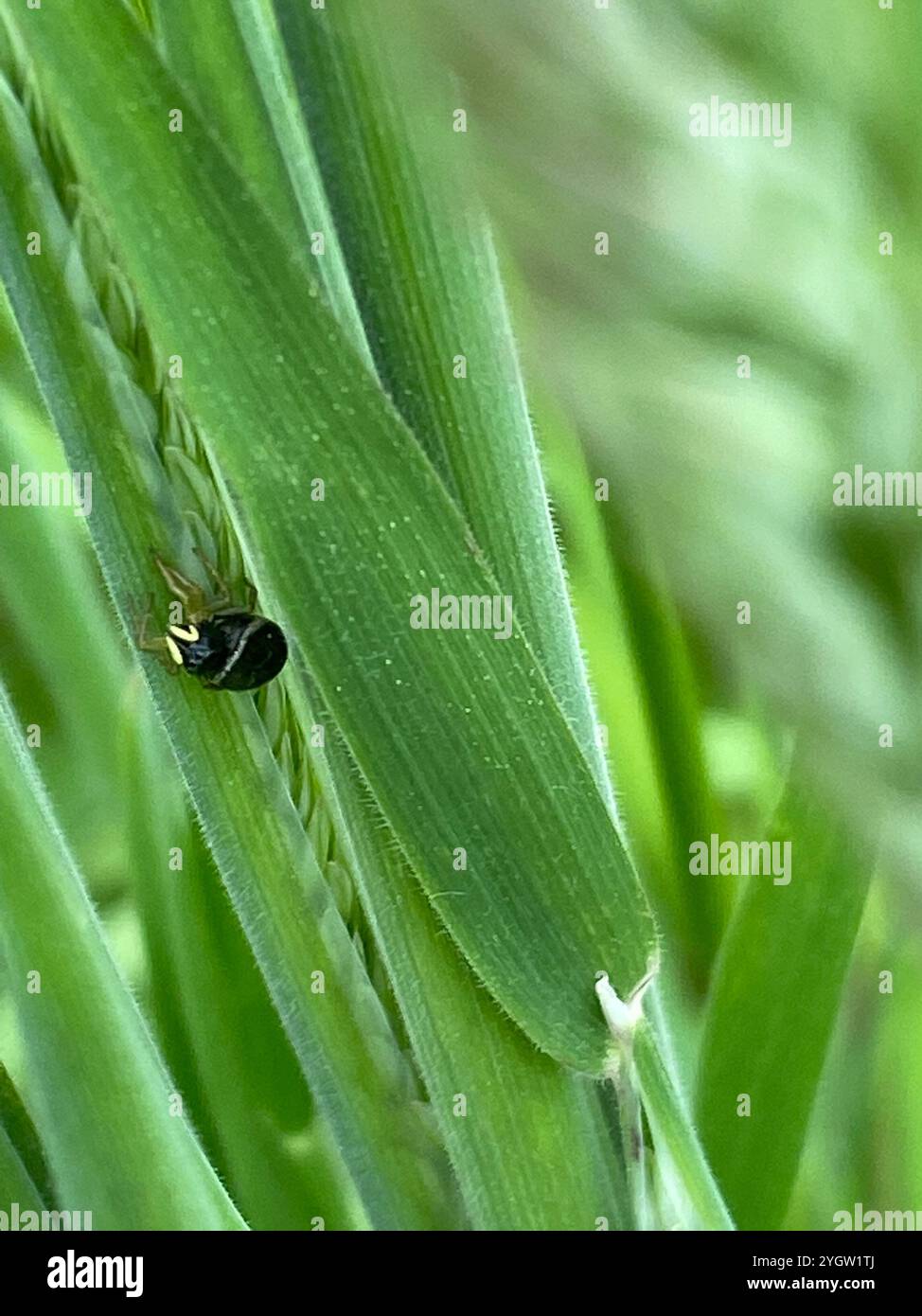 Copper sun jumper hi-res stock photography and images - Alamy