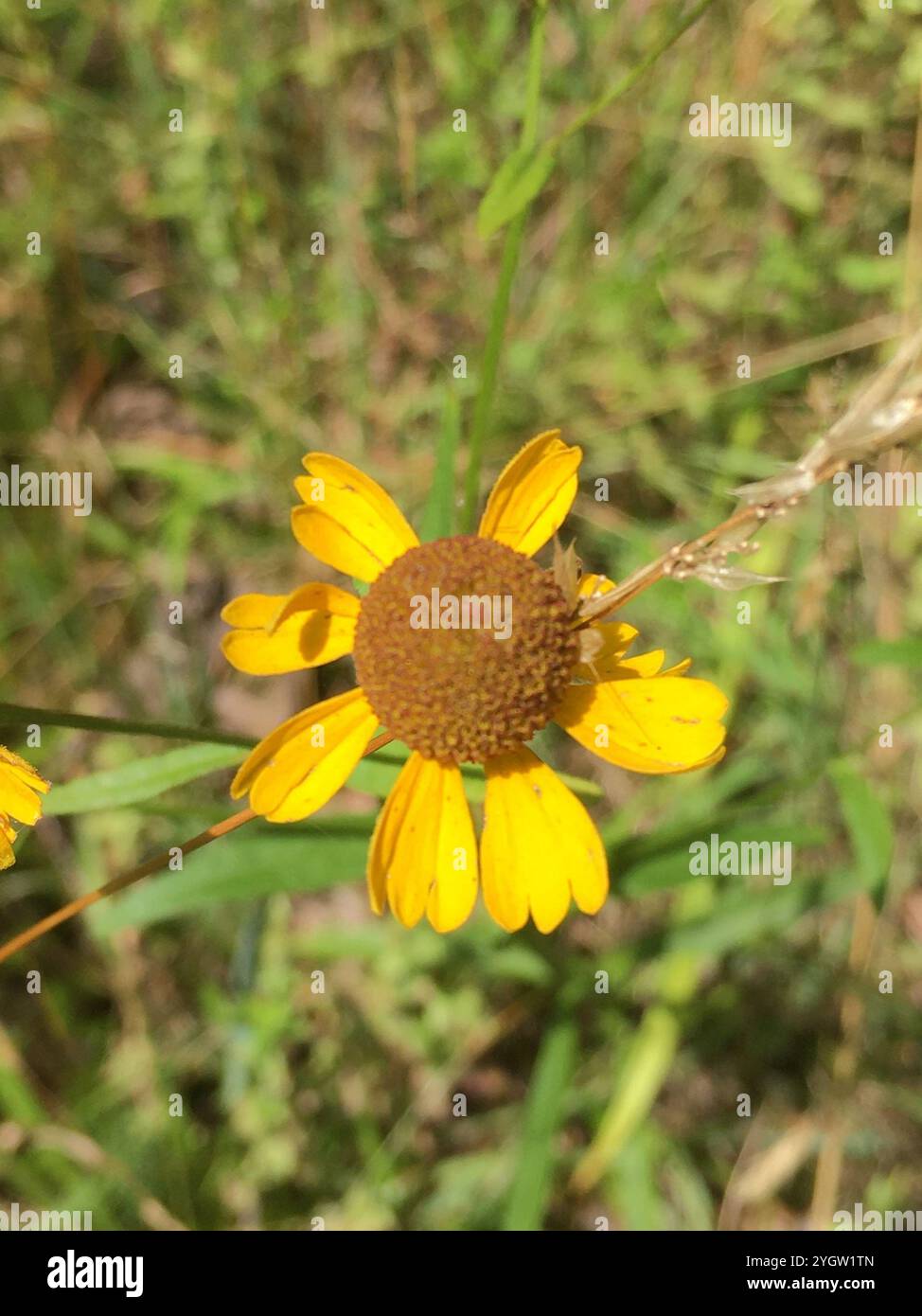 Southern Sneezeweed (Helenium flexuosum Stock Photo - Alamy