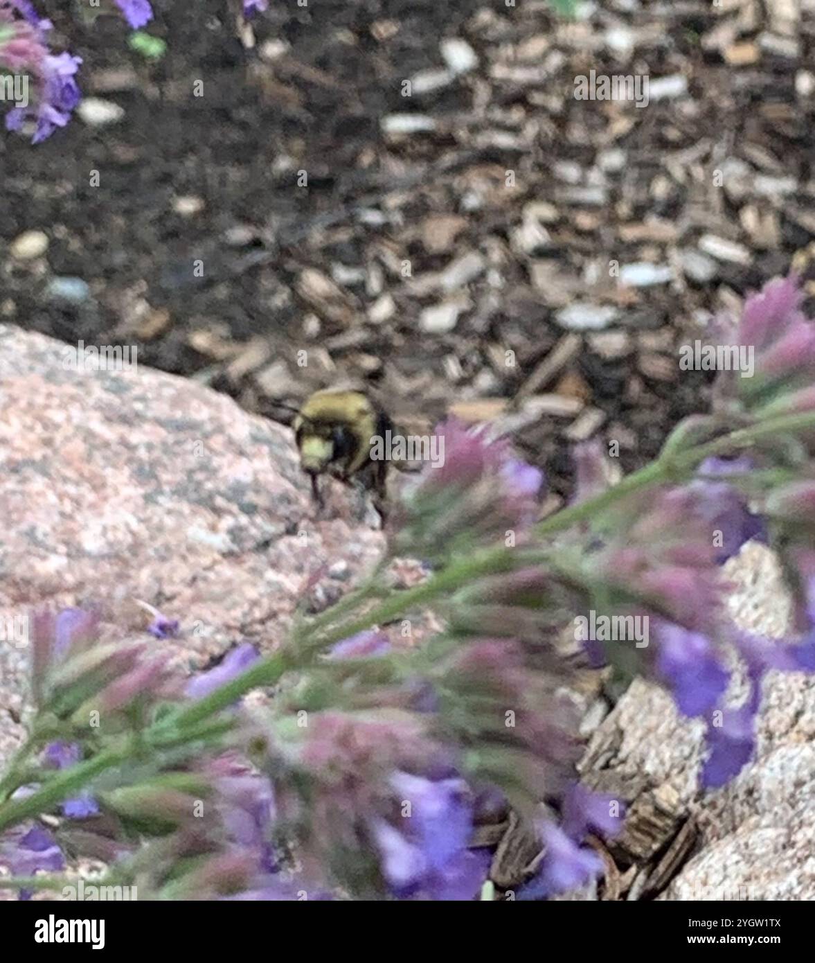Abrupt digger hi-res stock photography and images - Alamy