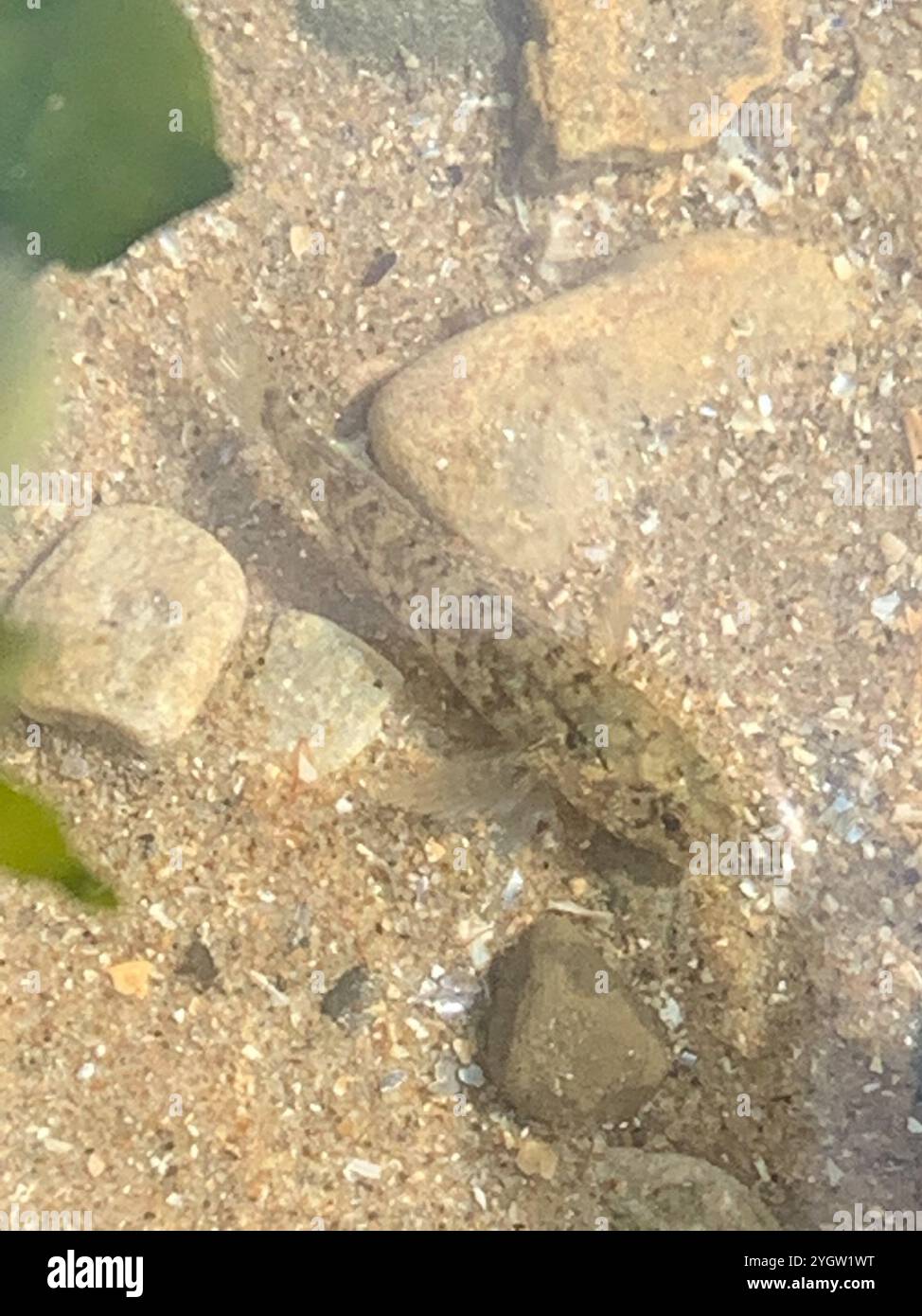Rock Goby (Gobius paganellus Stock Photo - Alamy