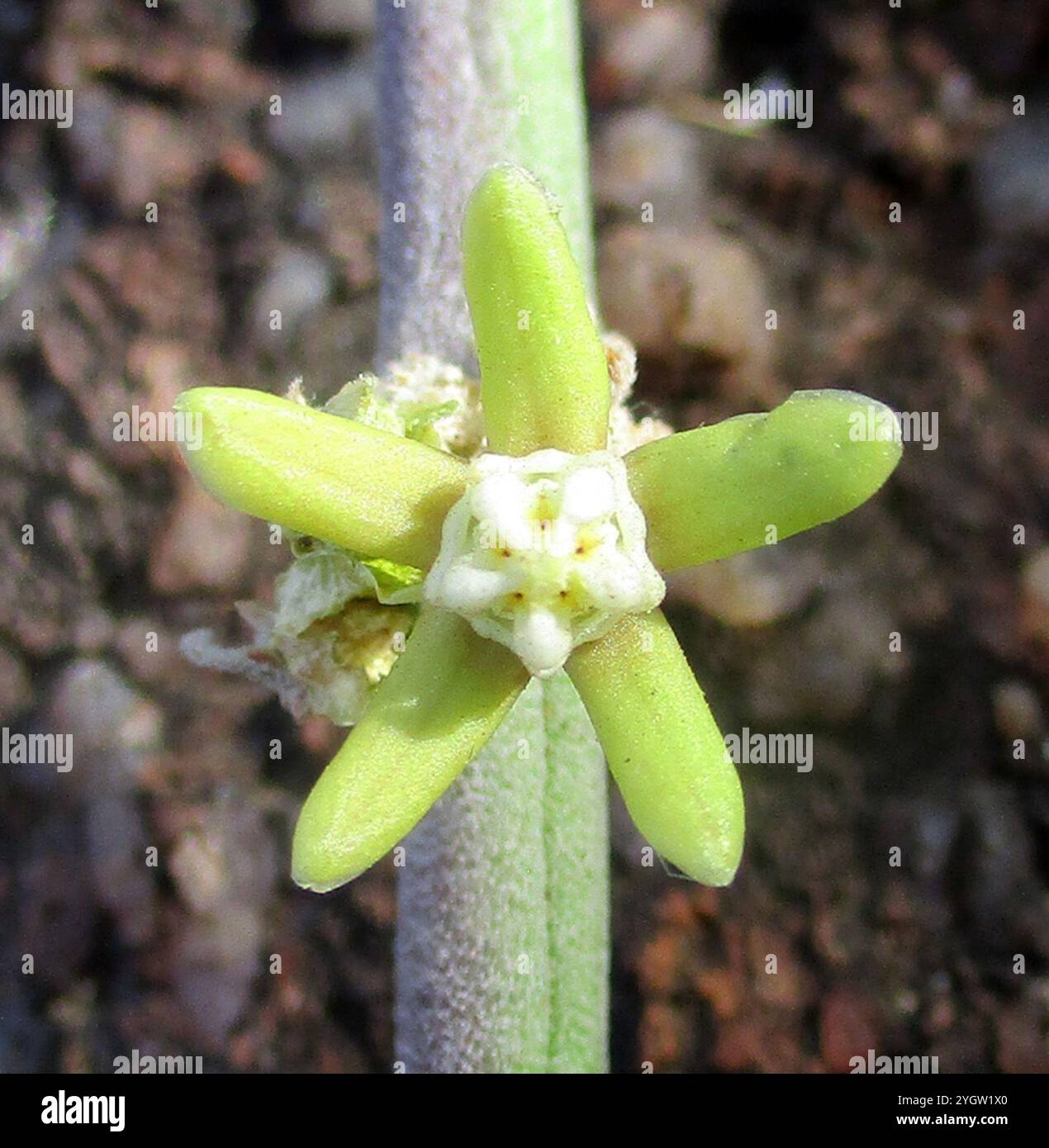 Caustic vine hi-res stock photography and images - Alamy