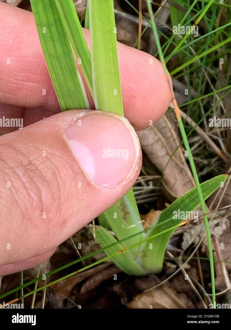 dagger rush (Juncus ensifolius Stock Photo - Alamy