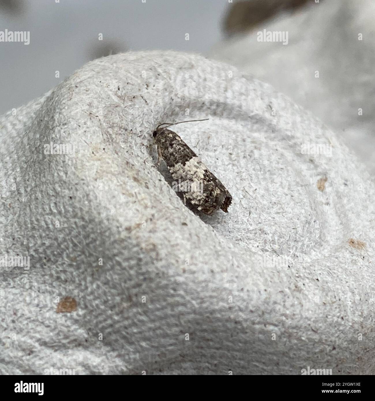 Spilonota hi-res stock photography and images - Alamy