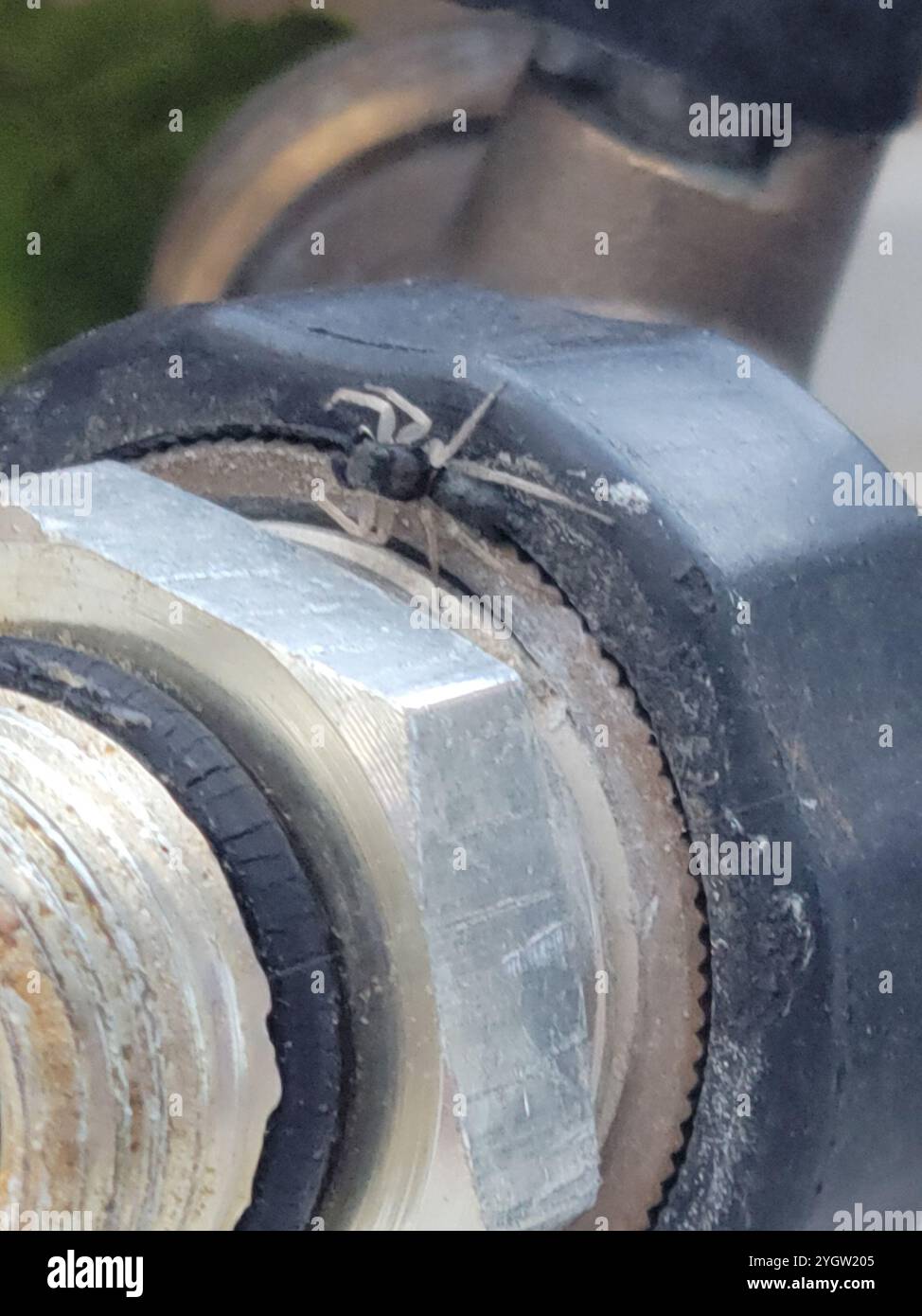 Dimorphic Jumping Spider (Maevia inclemens Stock Photo - Alamy