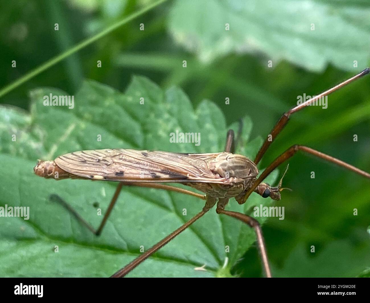 Typical Crane Flies (Tipuloidea Stock Photo - Alamy