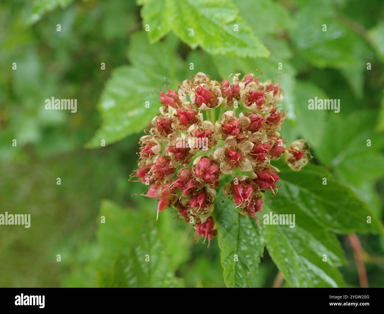 Pacific ninebark (Physocarpus capitatus Stock Photo - Alamy
