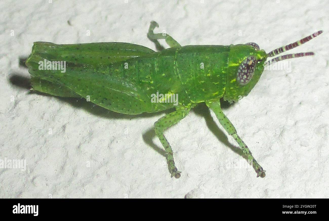 Spur-throated Grasshoppers (Catantopinae Stock Photo - Alamy