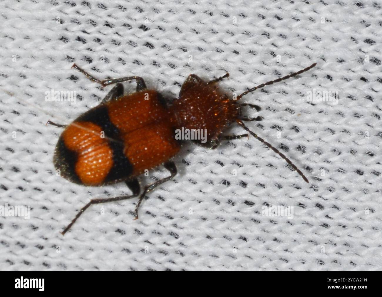 Panagaeus hi-res stock photography and images - Alamy