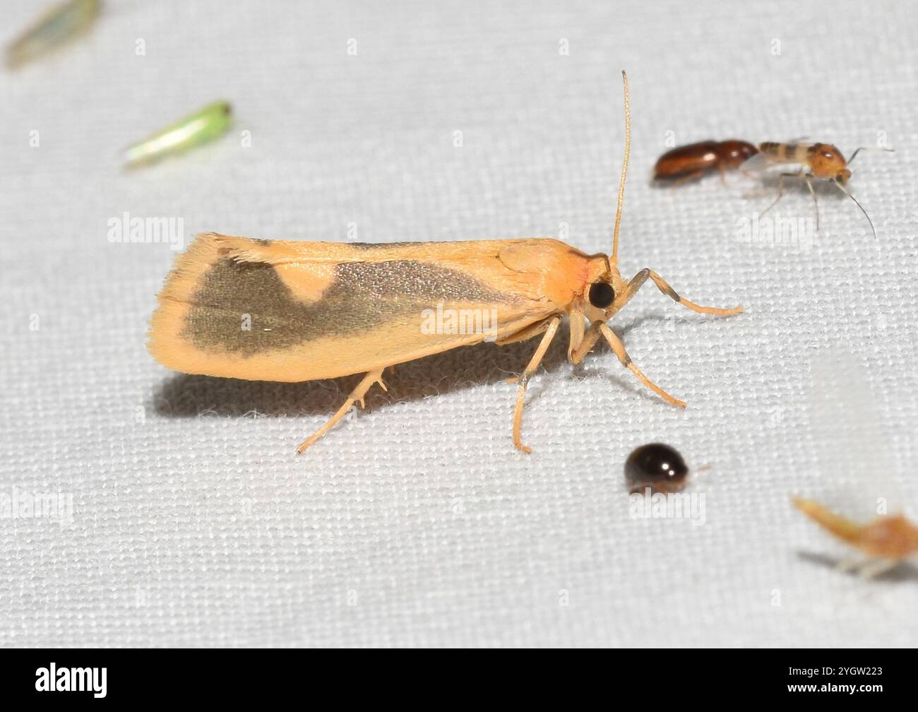 Lead-colored Lichen Moth (Cisthene plumbea Stock Photo - Alamy