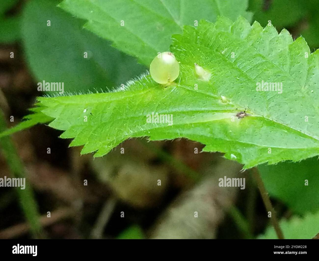 Wood Nettle Gall Midge (Dasineura investita Stock Photo - Alamy