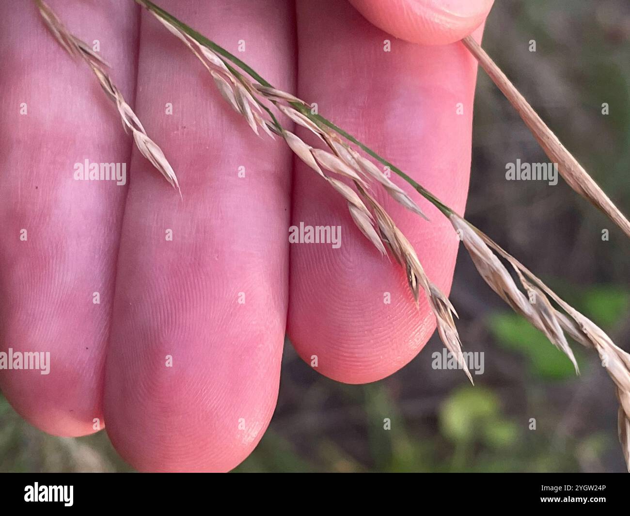 tall fescue (Lolium arundinaceum Stock Photo - Alamy