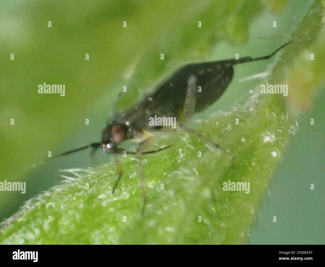 Common Nettle Flower Bug (Plagiognathus arbustorum Stock Photo - Alamy