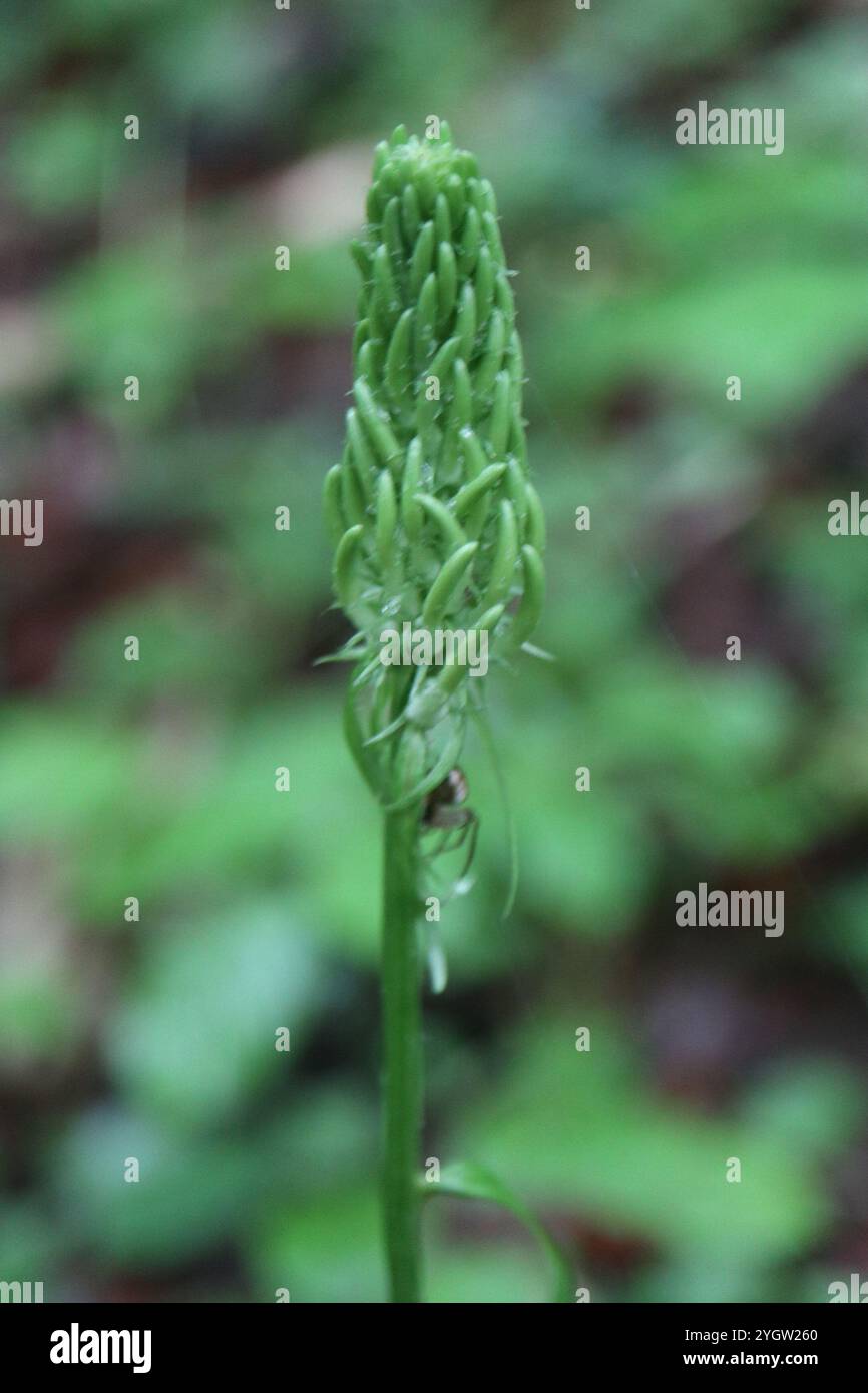 Spiked rampion (Phyteuma spicatum Stock Photo - Alamy
