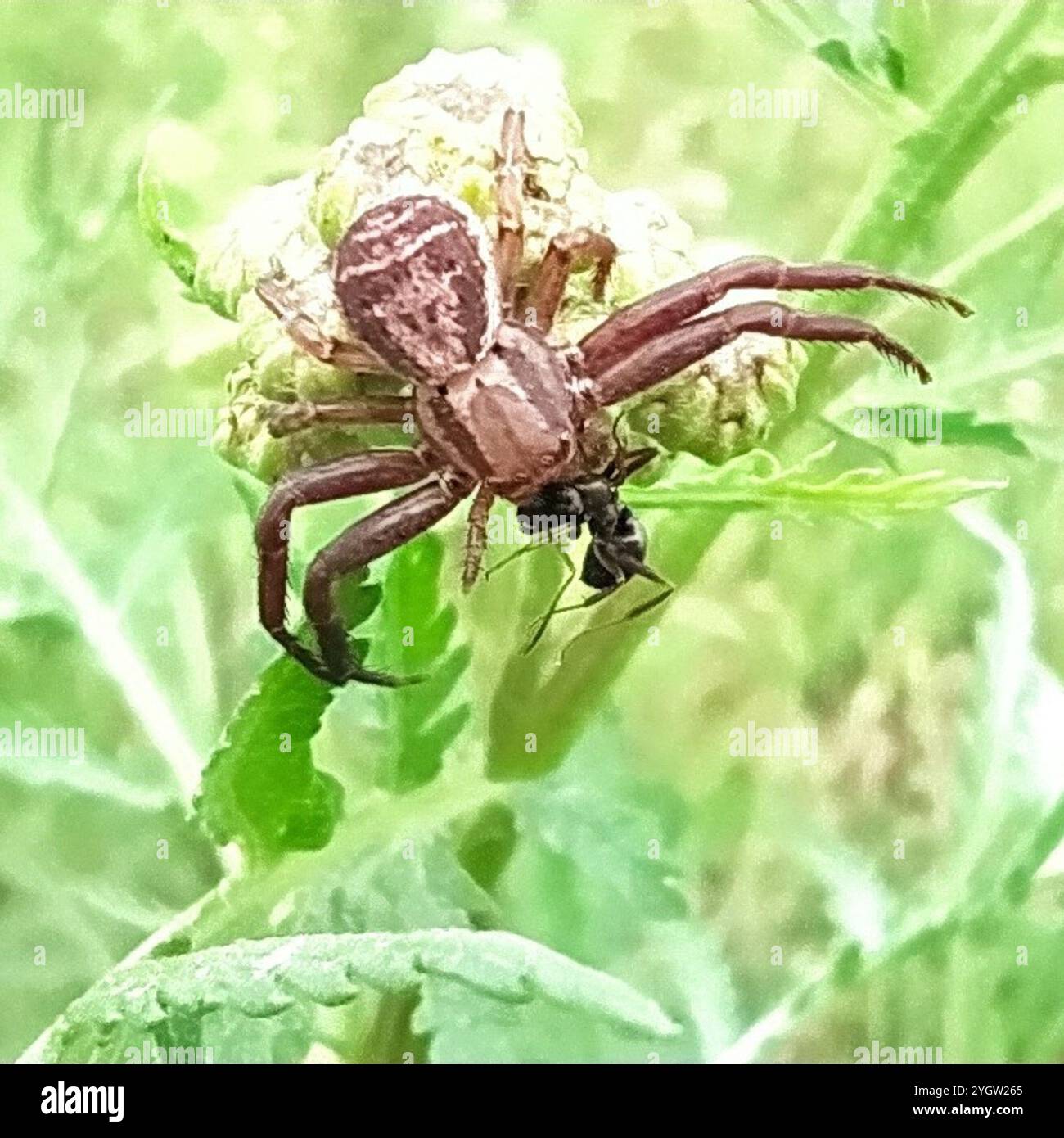 Swamp Crab Spider (Xysticus ulmi Stock Photo - Alamy