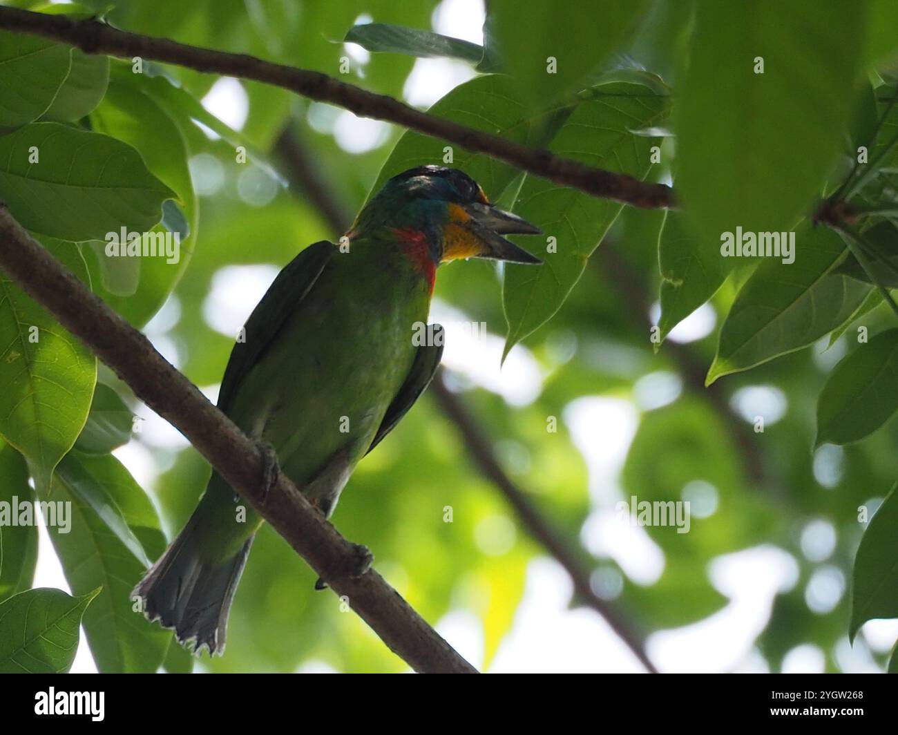 Taiwan barbet hi-res stock photography and images - Alamy