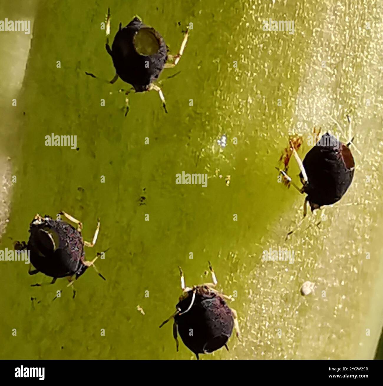 Aphis craccivora hi-res stock photography and images - Alamy