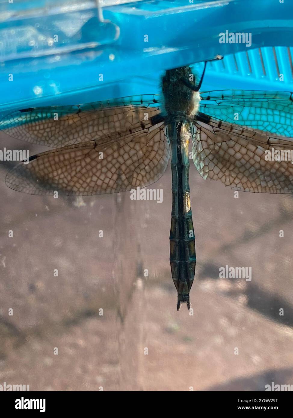 Beaverpond Baskettail (Epitheca canis Stock Photo - Alamy
