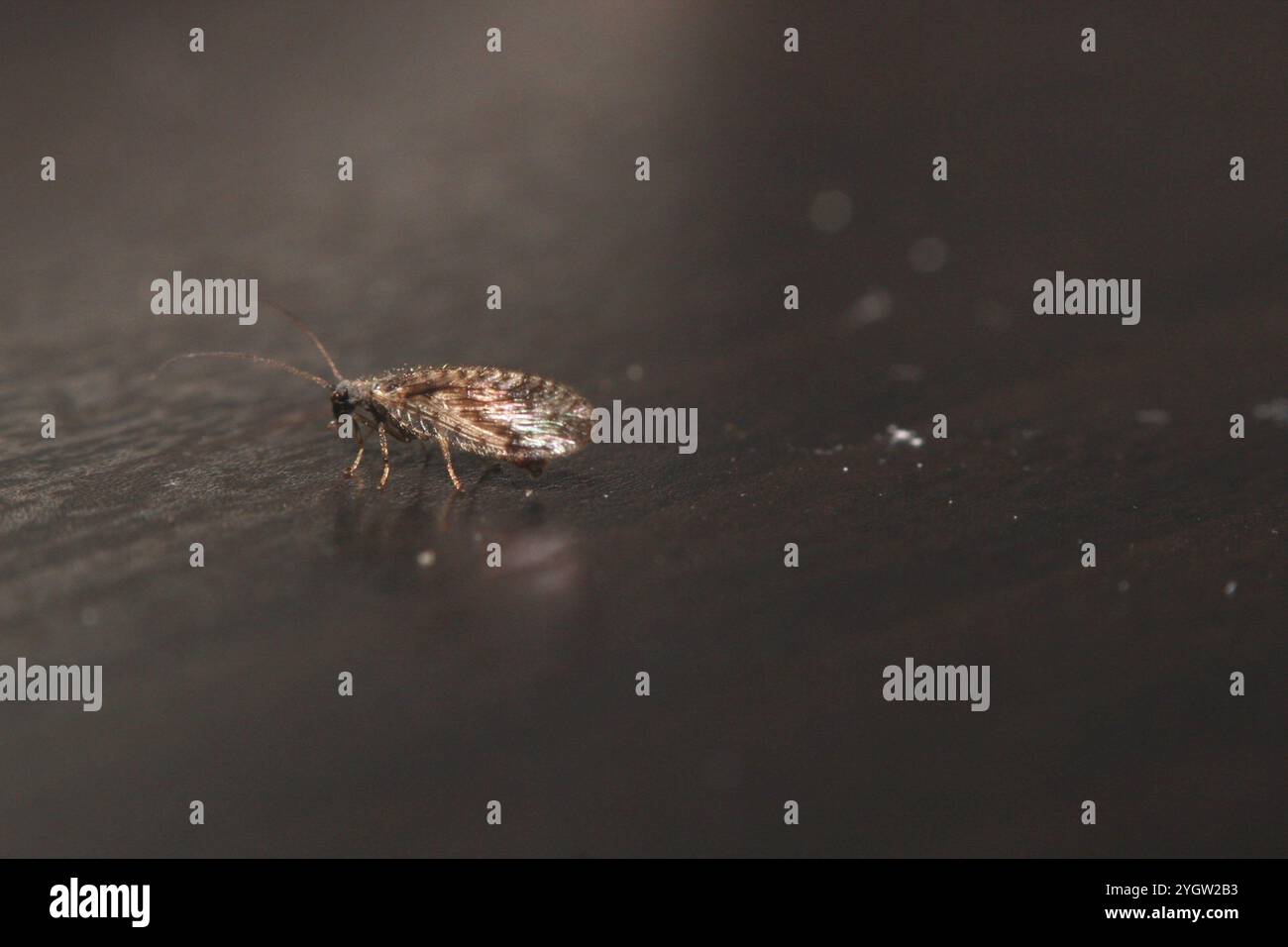 Variegated Brown Lacewing (Micromus variegatus Stock Photo - Alamy