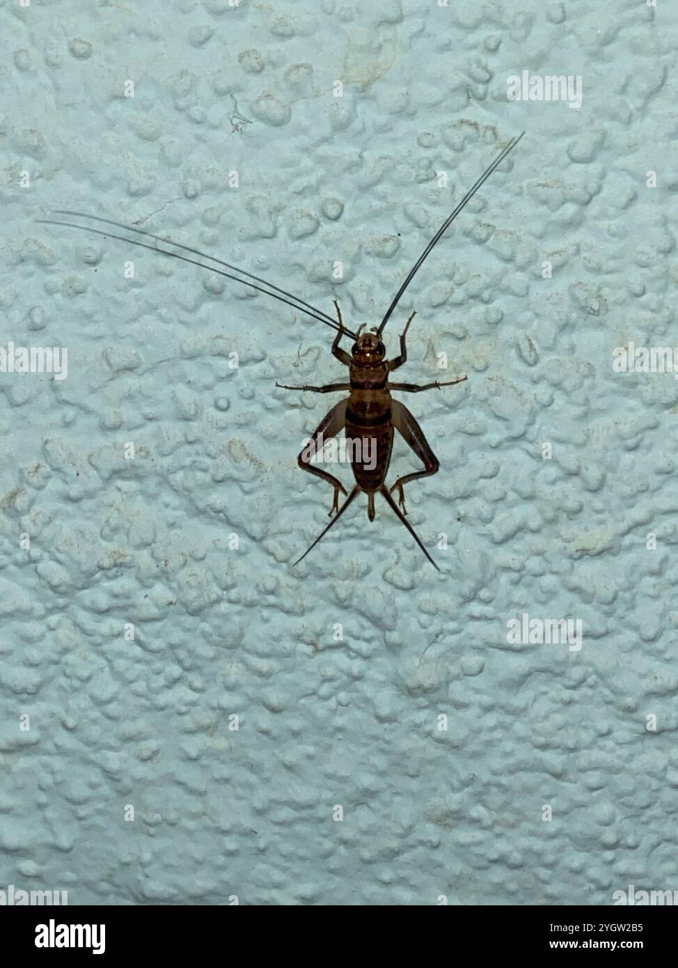 Tropical house cricket hi-res stock photography and images - Alamy