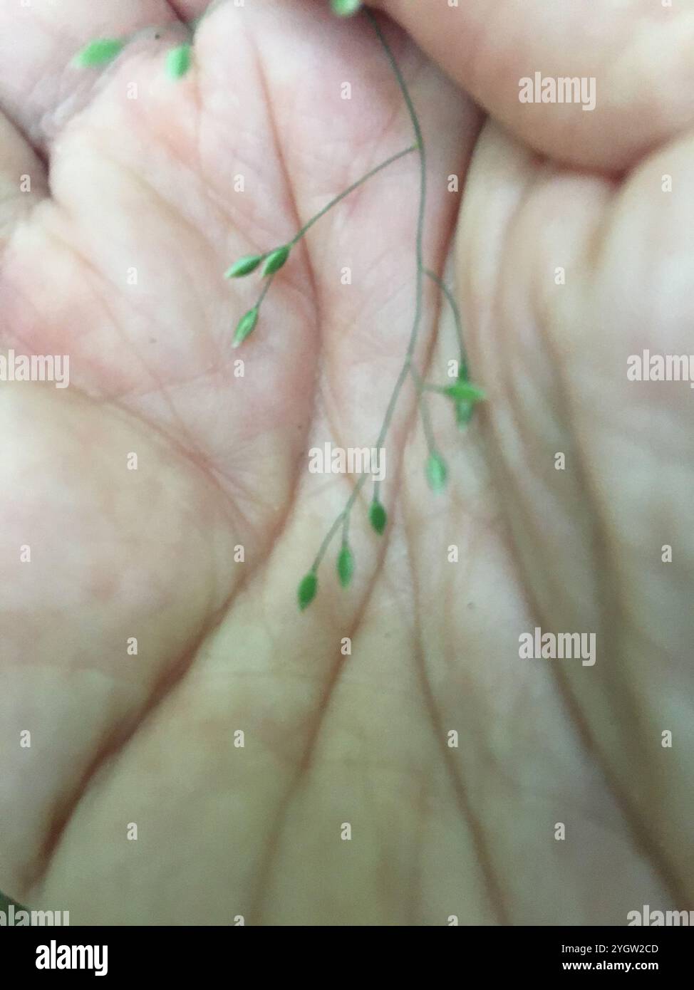 Wood Millet (Milium effusum Stock Photo - Alamy