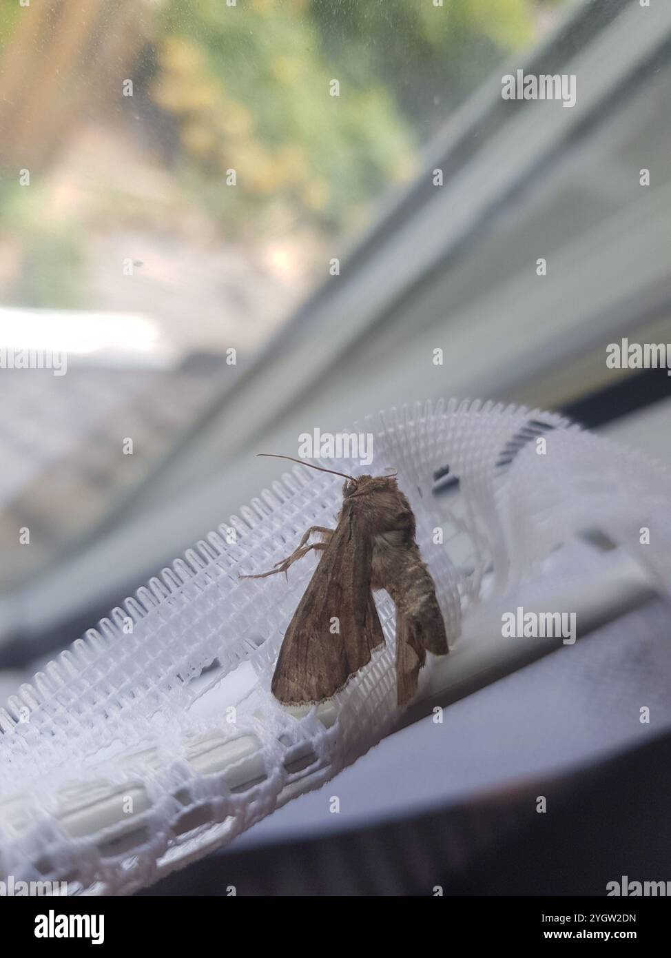 Sordens hi-res stock photography and images - Alamy