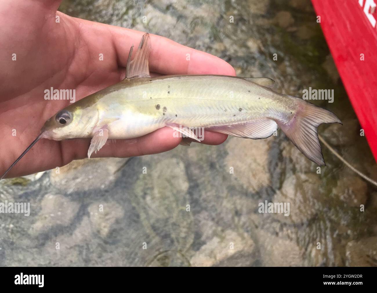 Channel Catfish (Ictalurus punctatus Stock Photo - Alamy