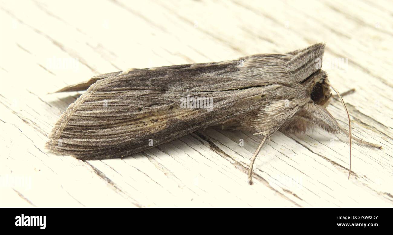 Shark Moth (Cucullia umbratica Stock Photo - Alamy