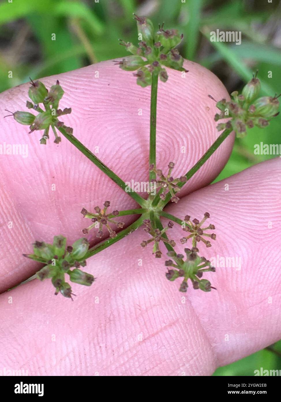 purple meadow-parsnip (Thaspium trifoliatum trifoliatum Stock Photo - Alamy
