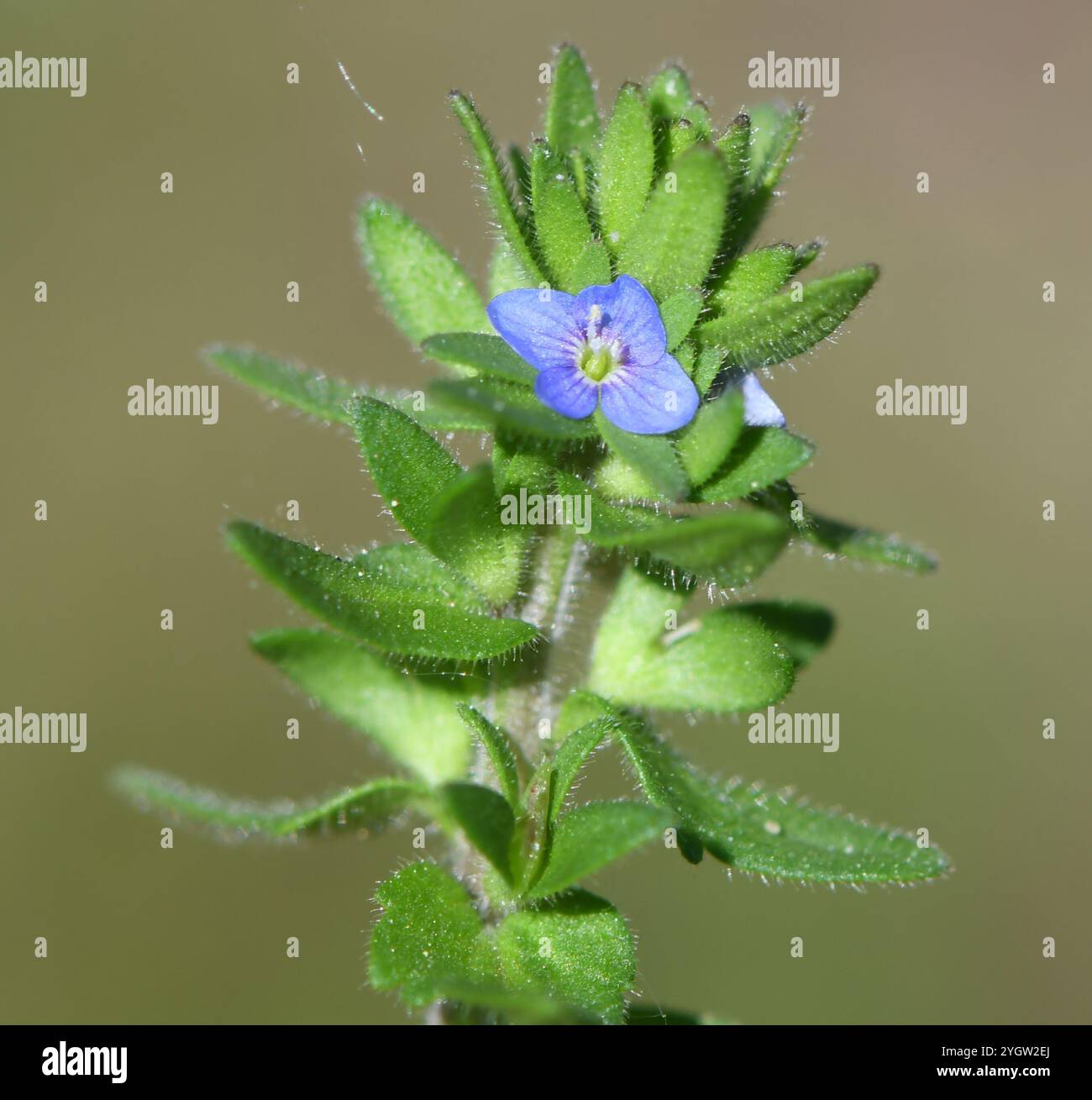 corn speedwell (Veronica arvensis Stock Photo - Alamy