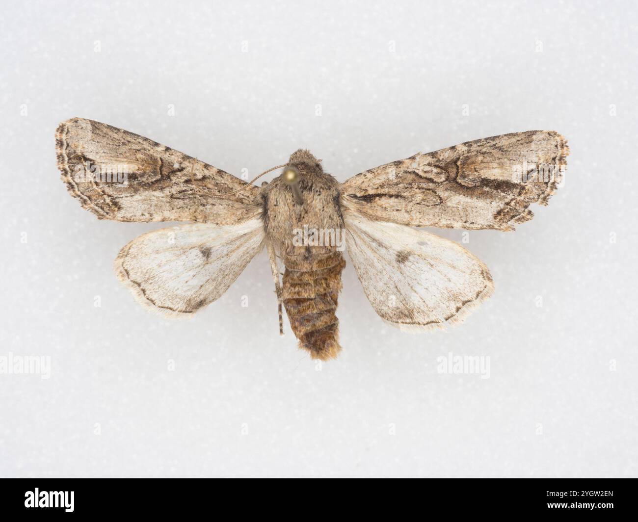 Cutworm Moths and Allies (Noctuidae Stock Photo - Alamy